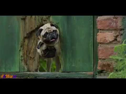 New Vodafone Pug 🐶🐶 Cute Dog Official Advertisement Latest Ad Funny ...