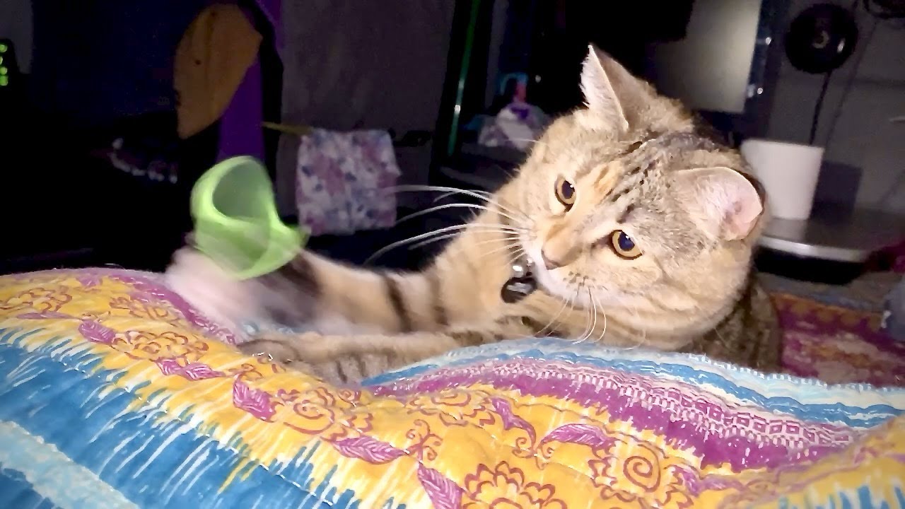 Milo you are crazy! - YouTube