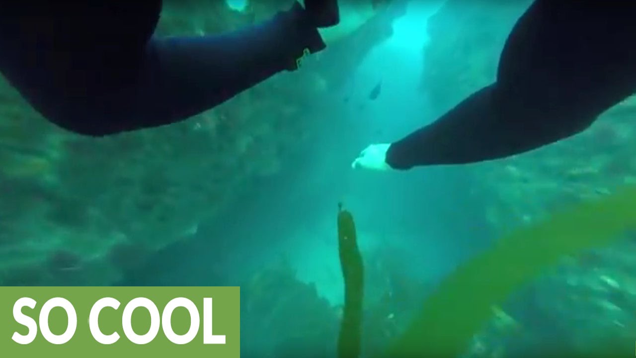 First-person footage captures intensity of underwater cave diving - YouTube