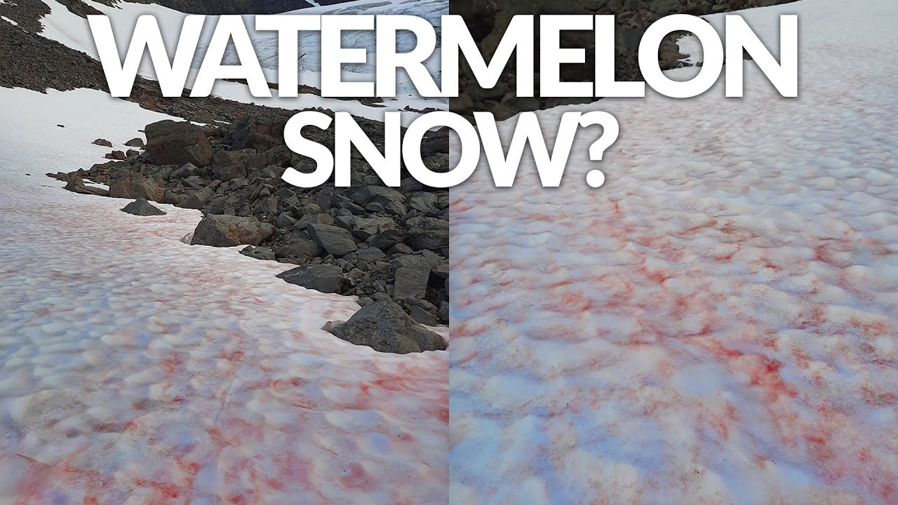 What is Watermelon Snow? - YouTube