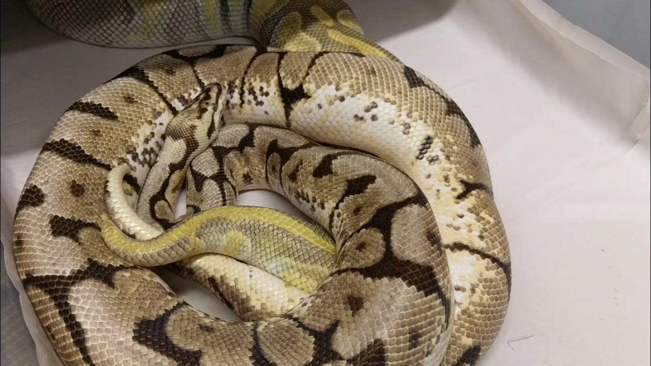 Breeding ball pythons part 3: LOCKS!!! - YouTube
