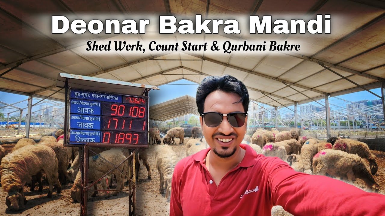 Deonar Bakra Mandi 2025 | Latest Update, Shed Work, Count Table ...