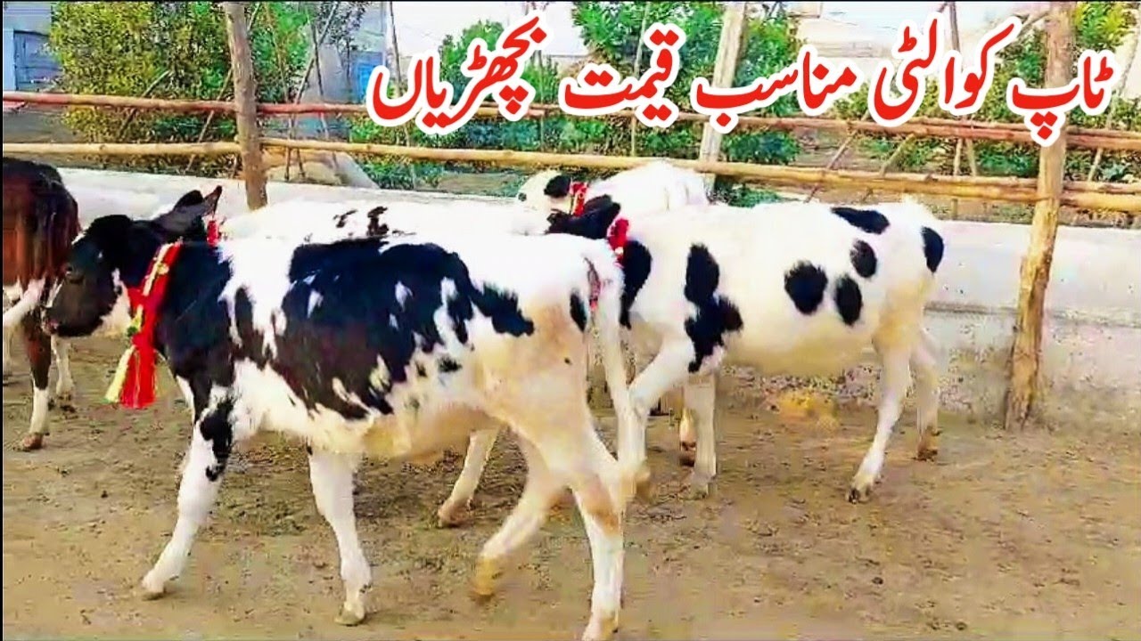 jersey heifers for sale in Punjab!imported heifers latest Rate update ...