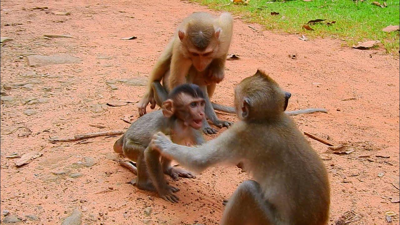 Rollo Rollo Is Happy To Play With Group rollo-rollo-is-happy-to-play-with-group