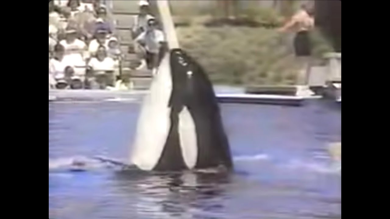 Corky Orca TBT Orkid And Corky 4/10/12 #seaworldsandiego #orca