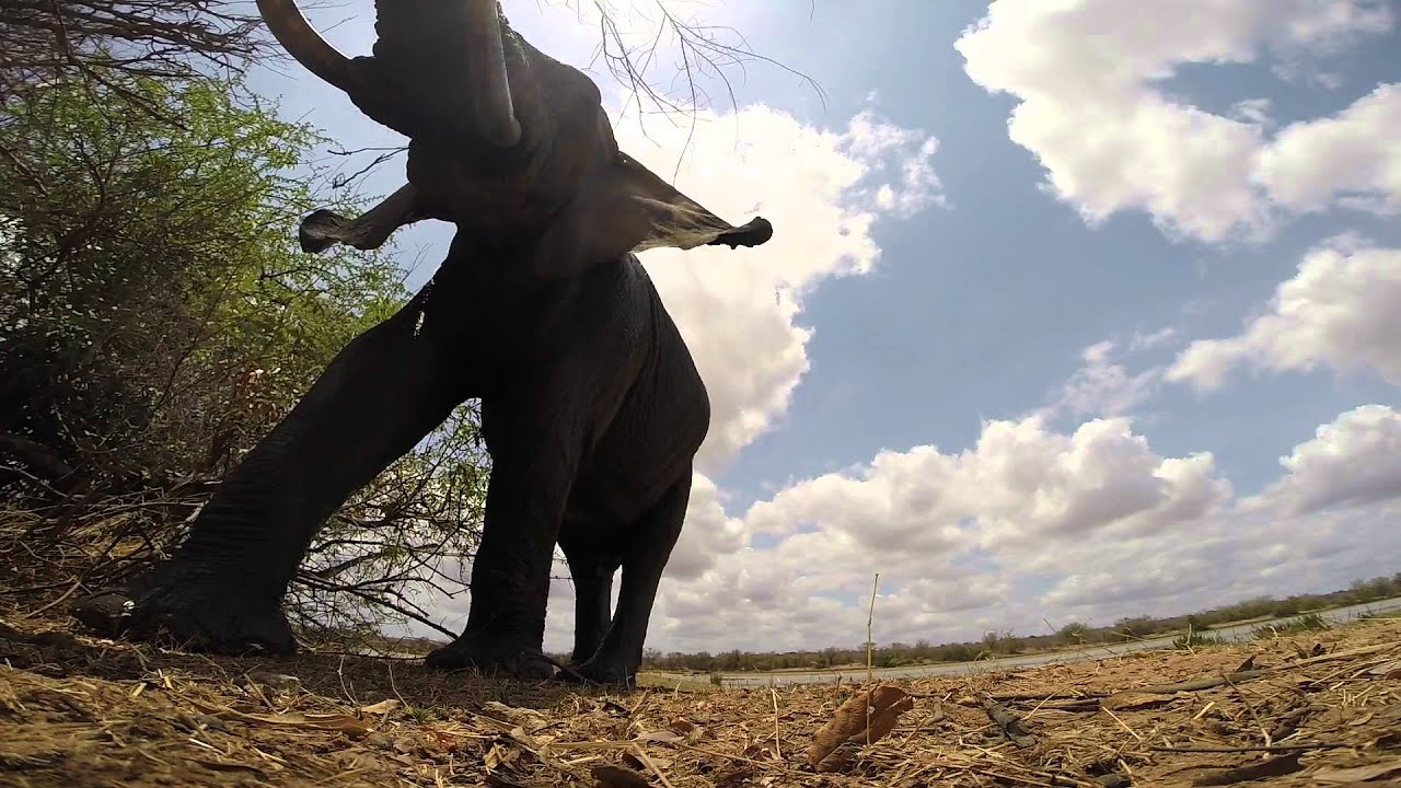 Elephants from a different perspective with a GoPro - YouTube