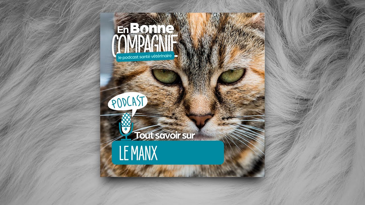 Tout savoir sur le Manx - YouTube