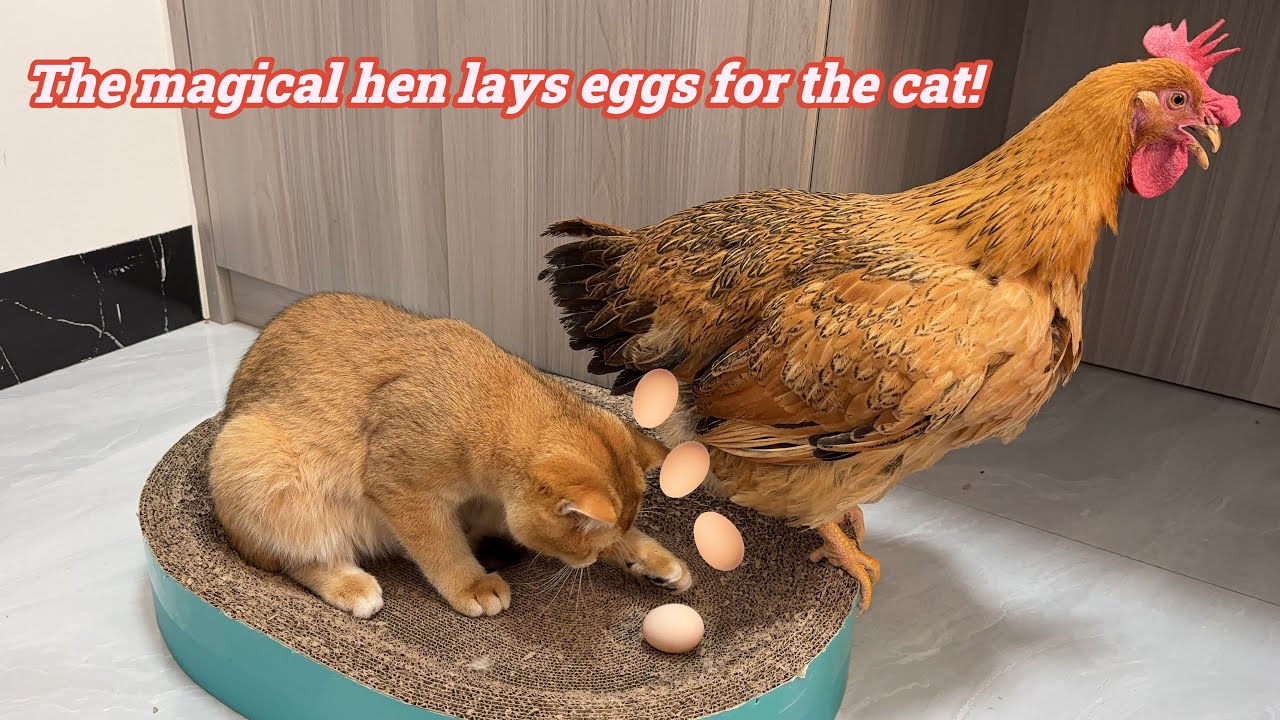 So funny!The hen laid eggs for the cat without the rooster knowing.How ...
