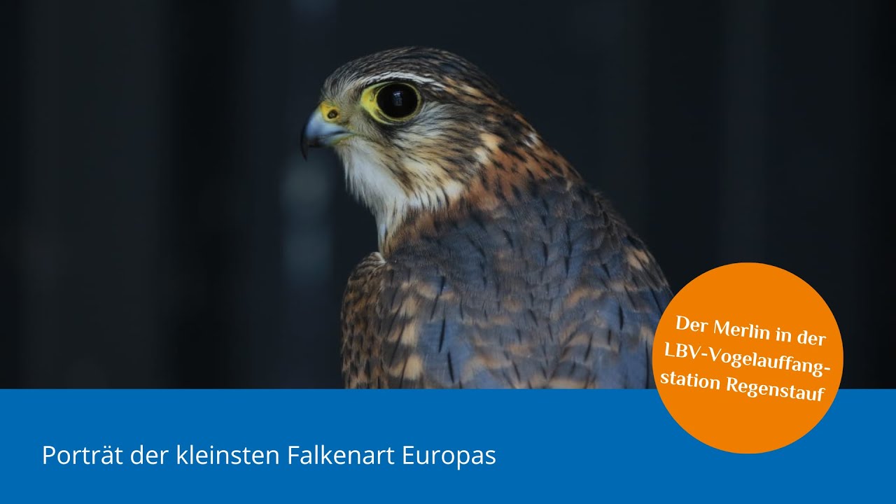 Der Merlin - ein LBV-Artenporträt - YouTube