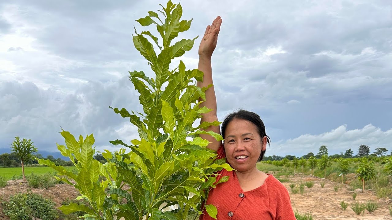 EP4 เอบิว /Abiu และการดูแล - YouTube