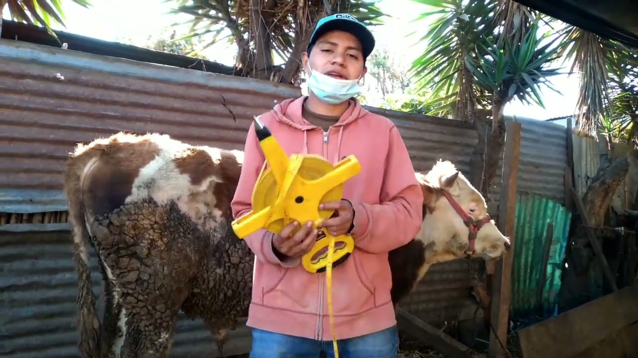 Cálculo aproximado del peso vivo de un animal bovino - YouTube