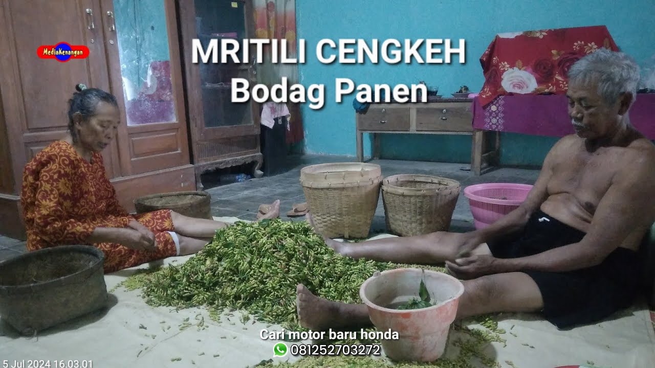 Dialog Info Harga Cengkeh Basah Kering Dengan Warga Panen Yang Sambil ...