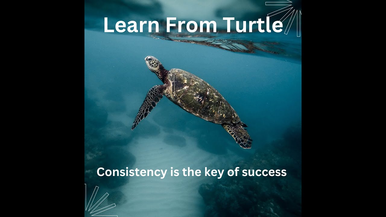 Consistency is the key Of success| Turtle Motivational Story - YouTube