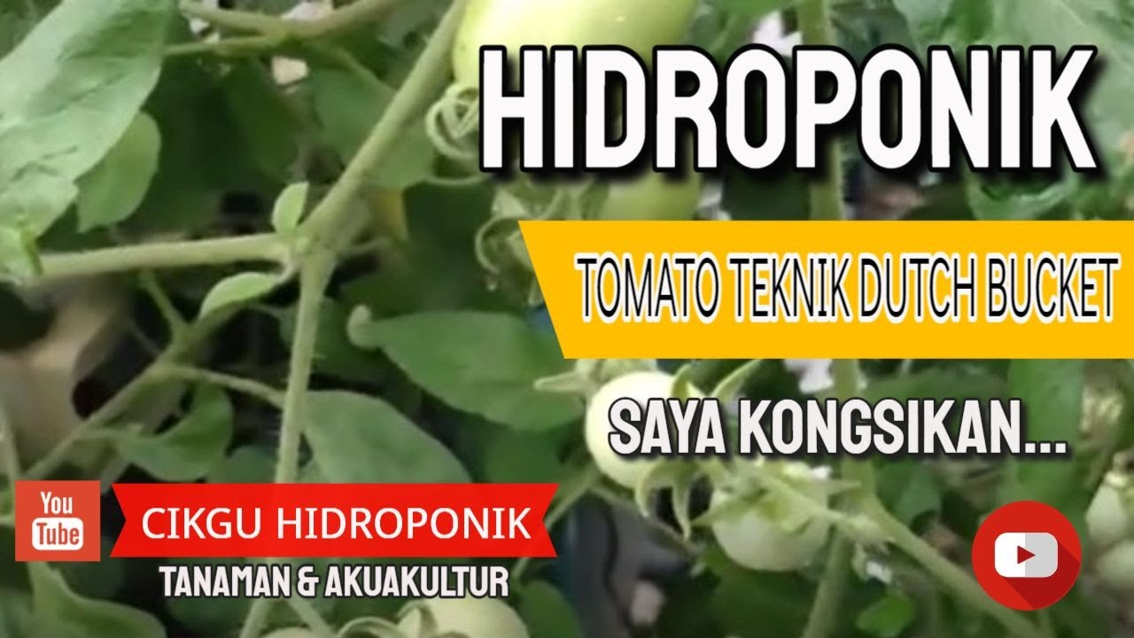 HIDROPONIK TOMATO MENGGUNAKAN TEKNIK DUTCH BUCKET (DB). TANAMAN SAYUR ...