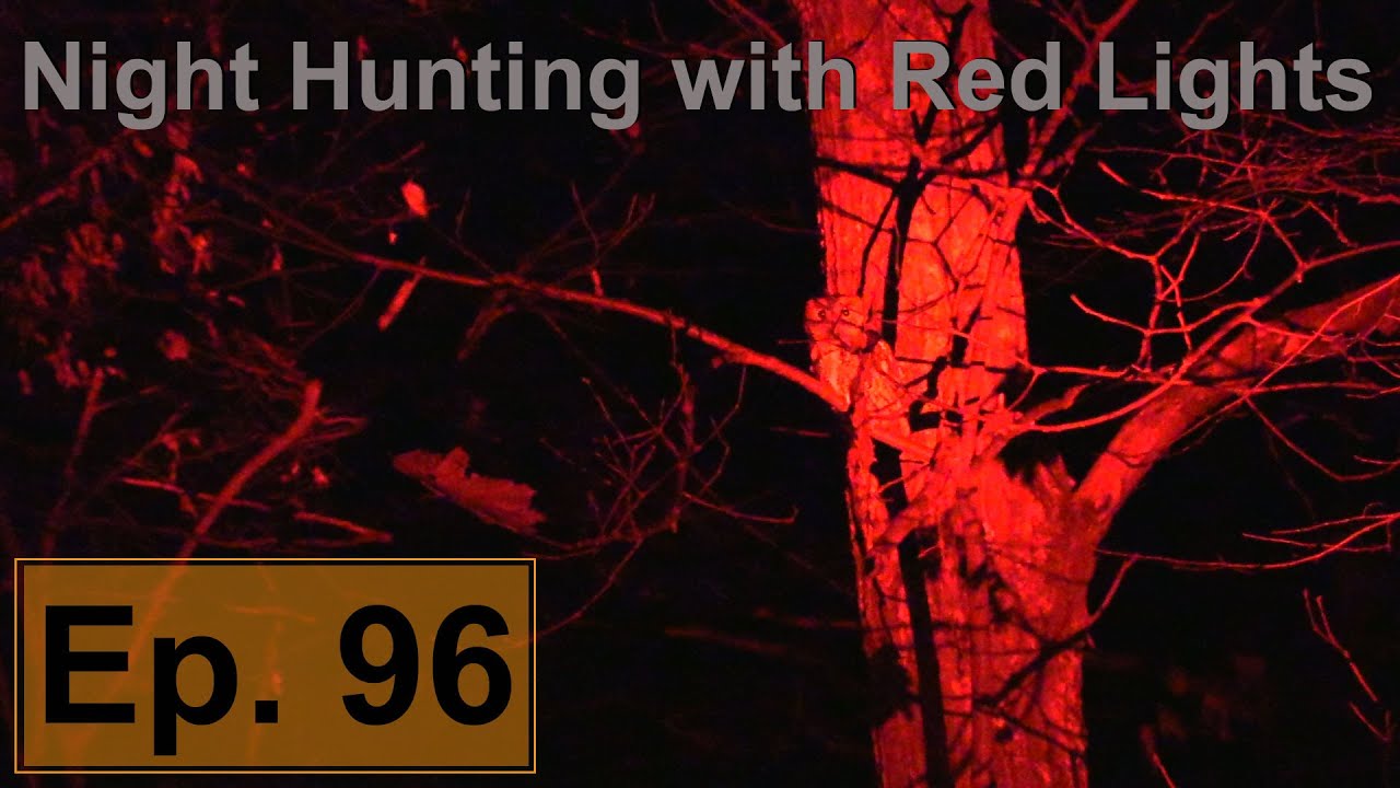 Night Hunting with Red Lights | Wild Bout Huntin - YouTube