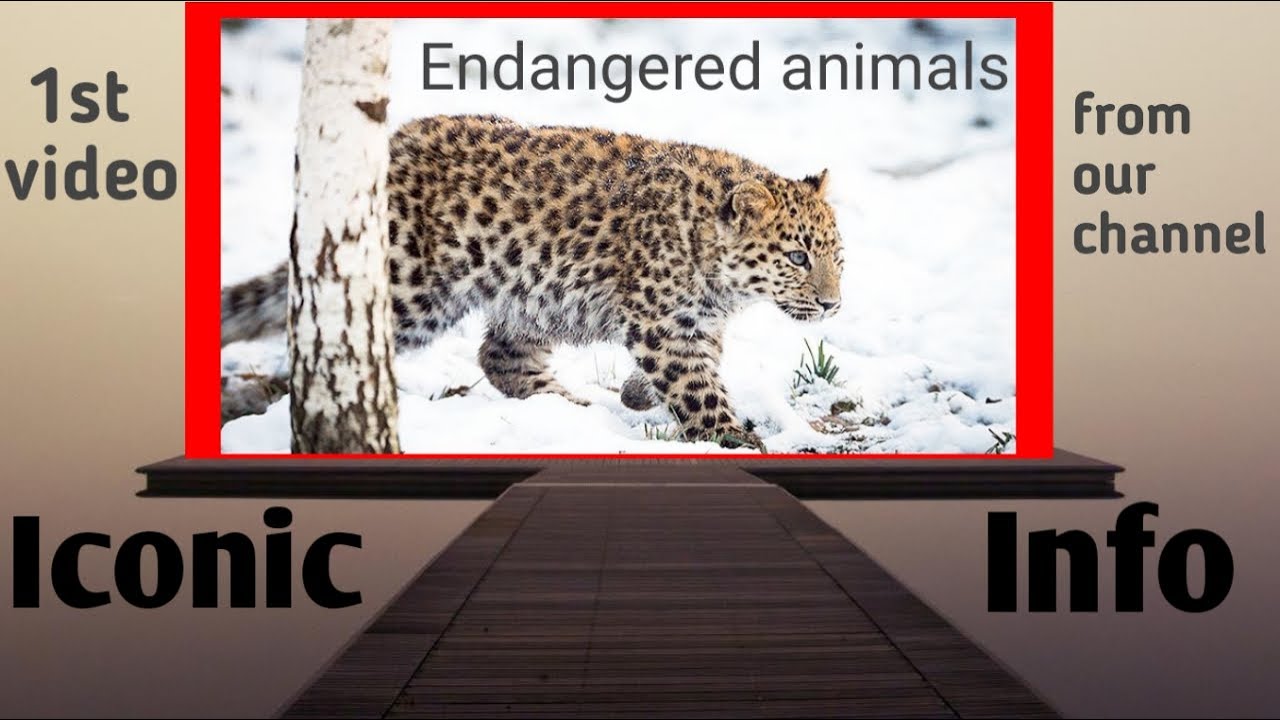 Endangered animals | Explorer | Iconic info - YouTube