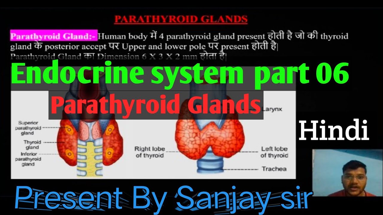 Endocrine system part 06 l Parathyroid Gland क्या होती है ...