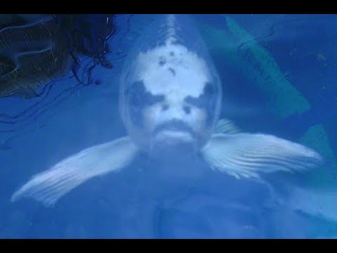 Photos & Video of our Ghost/Skeleton, Butterfly Koi mix, in our Pond ...