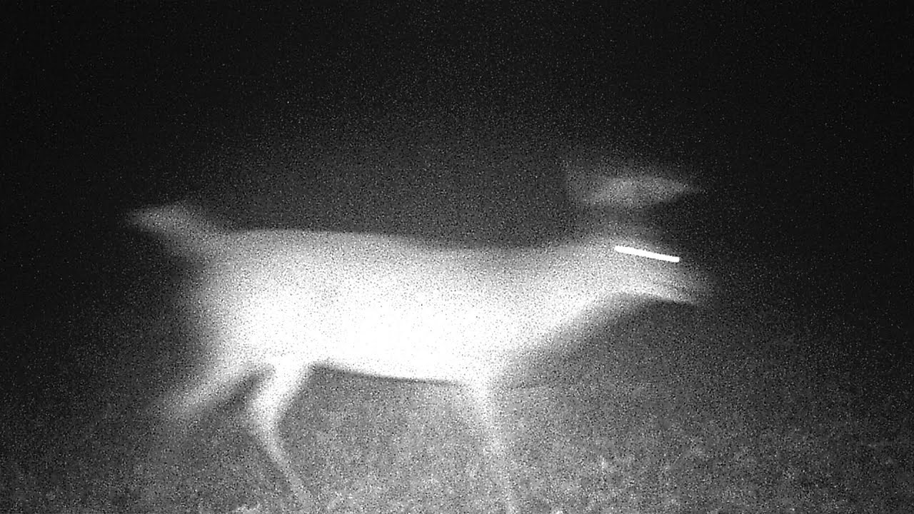 Wildgame Innovation Razor 6 Lightsout Trail Camera Review - YouTube