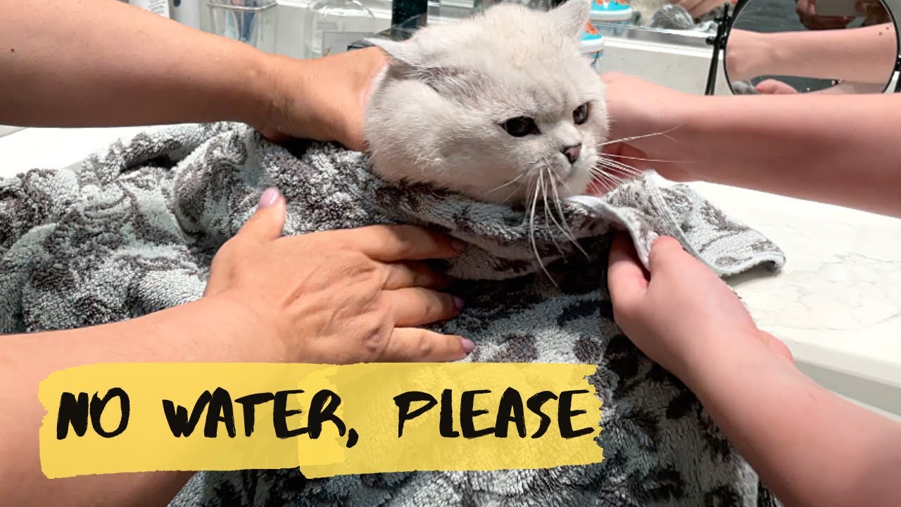 British shorthair cat Apollo taking a shower - YouTube