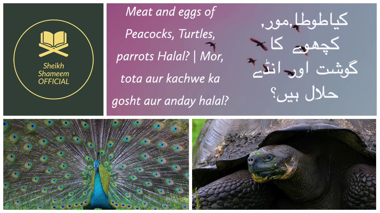 Meat and eggs of Peacocks, Turtles, parrots Halal? | کیاطوطا,مور, كچھوے ...