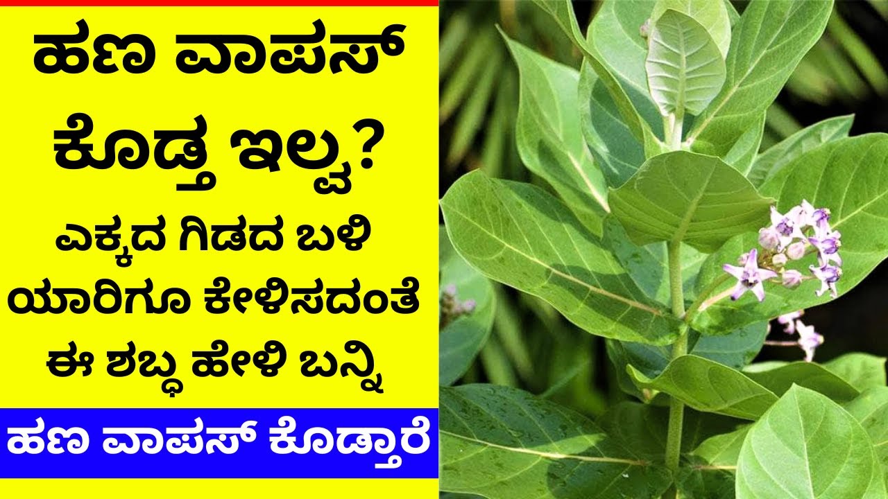 ಬಿಳಿ ಎಕ್ಕದ ಬಳಿ ಈ ಶಬ್ಧ ಹೇಳಿ ಕೊಟ್ಟ ಹಣ ವಾಪಸ್‌ ಬರುತ್ತೆ | ekkada gida remedy ...