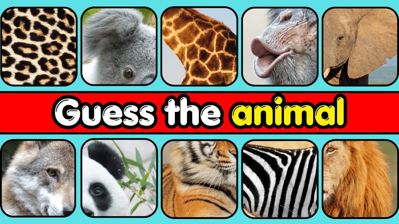 Guess the Animal from a Close Up Picture | The Animal Quiz - YouTube