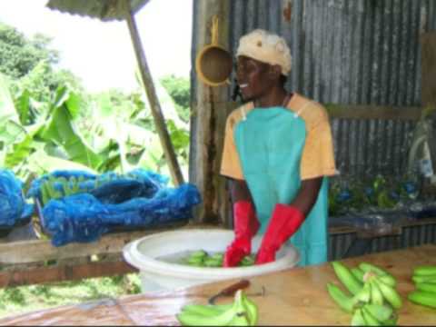 Banana growers story, Dominica - YouTube