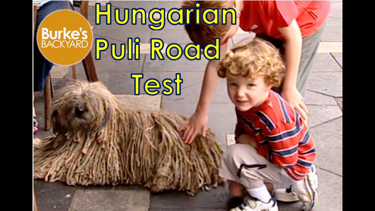 Hungarian Puli Road Test - YouTube