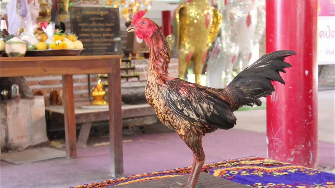 keen kwm tus qaib sib ncaws caub xem ku ( ประหวัดเจ้าแสนกล ) Ep1 - YouTube