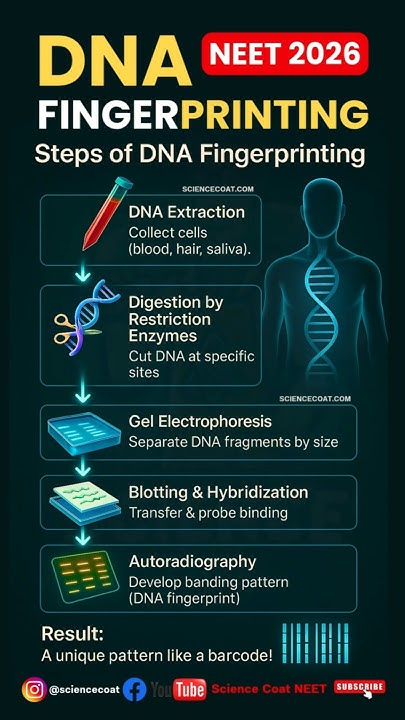 DNA Fingerprinting in 60 Seconds | NEET Biology Quick Revision ...