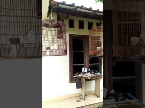 murai batu isian mantap