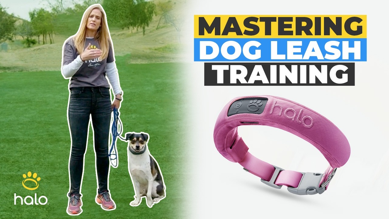 Dog Walker and Expert Trainer on Mastering Leash Training Bond and ...