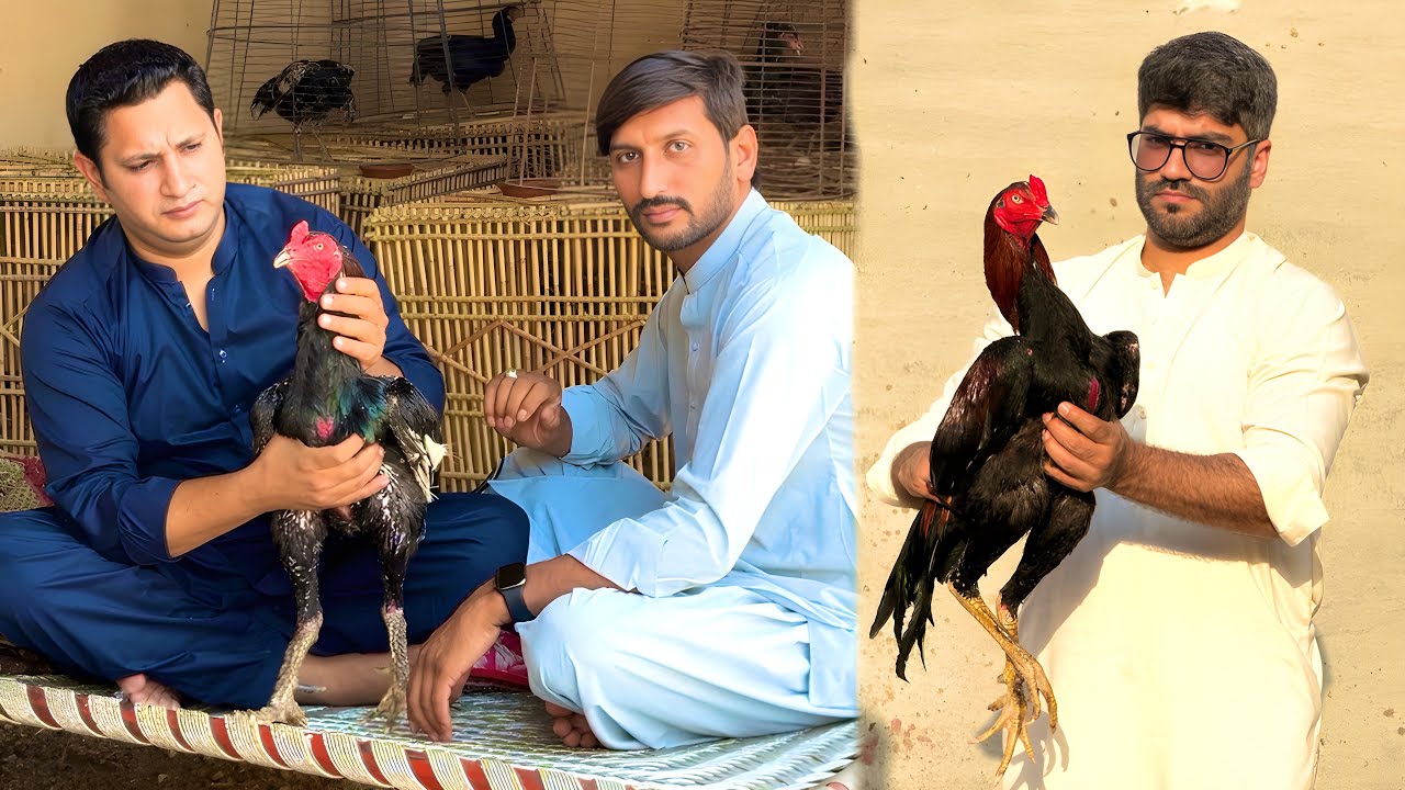 Pakistan aseel chickens farming | Nadeem shah aseel farm - YouTube