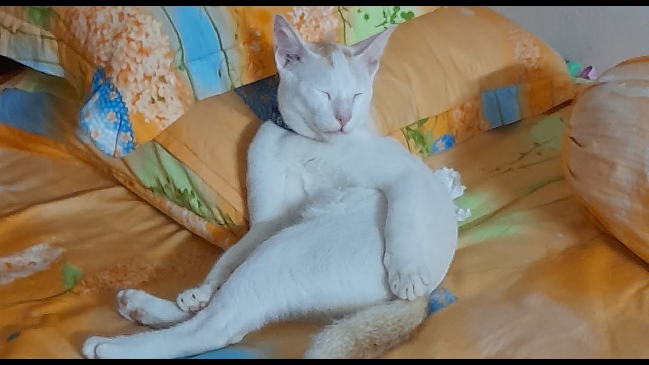 Funny Cats Compilation II My Cat Misri II My Love - YouTube