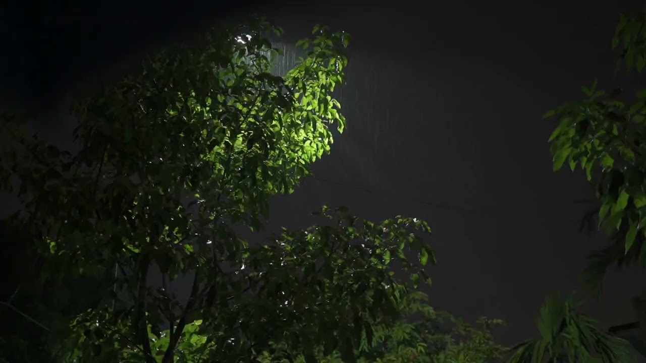 Relaxing Sound of Rain and Wind in Forest 1 Hour Rain Drops Falling ...