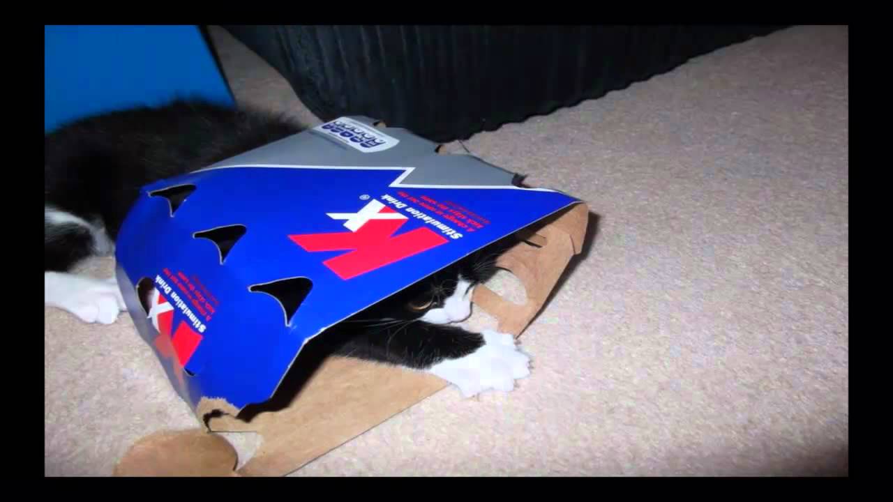 Nyan Cat (Dance Remix) In FL Studio - YouTube