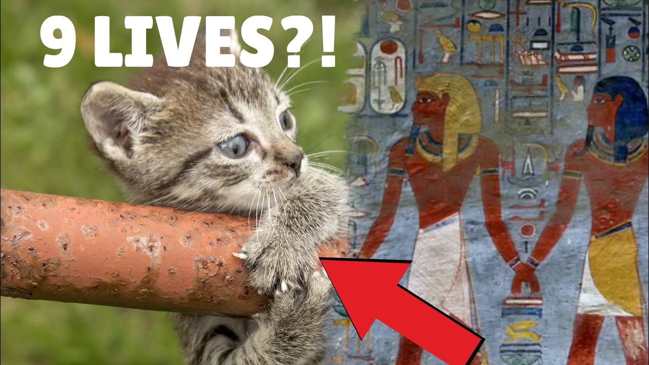 The Myth of Cats' Nine Lives: Exploring Its Origins - YouTube