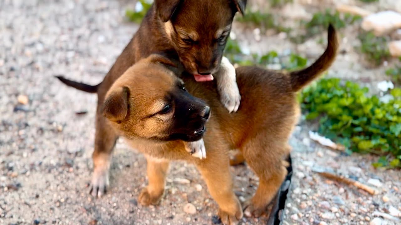 Cute little dog playing | beautiful puppies - YouTube
