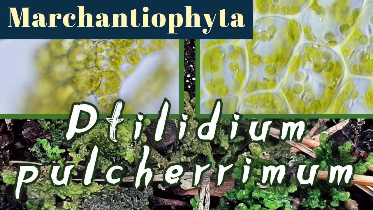 Ptilidium pulcherrimum under Microscope (Liverworts or Marchantiophyta ...