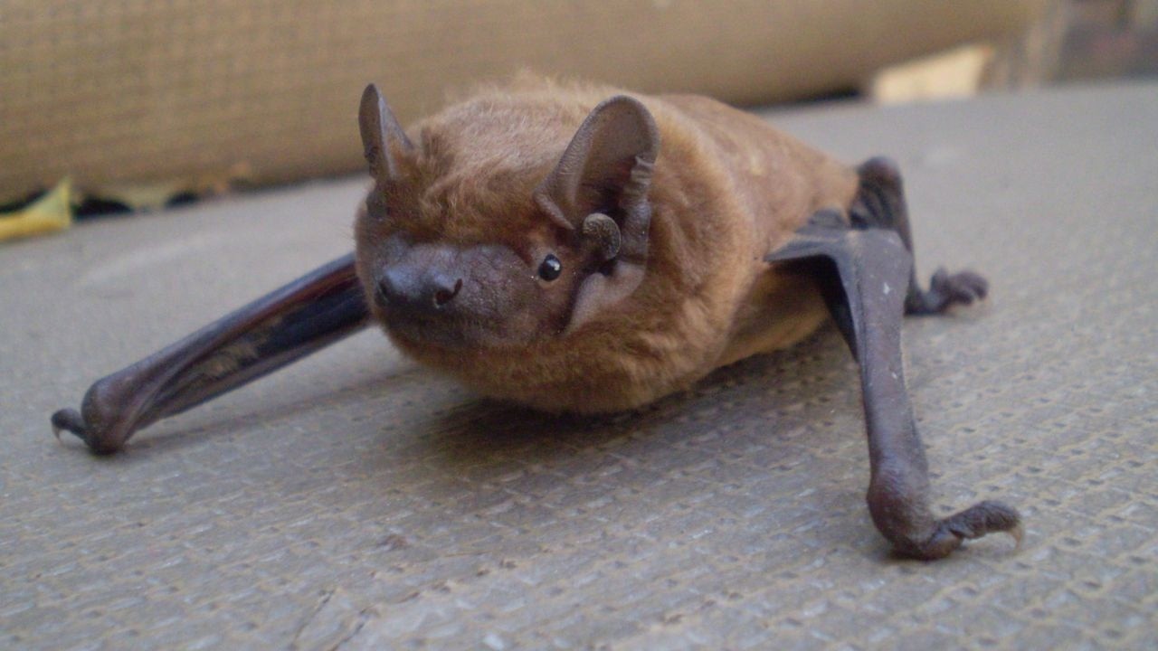 Bat Superheroes The Real Life Powers of Bats - YouTube