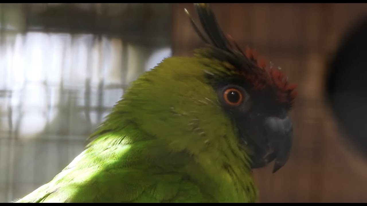Close-up Ouvea Parakeet - YouTube