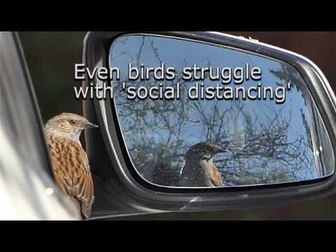 Even birds struggle with 'social distancing' - YouTube