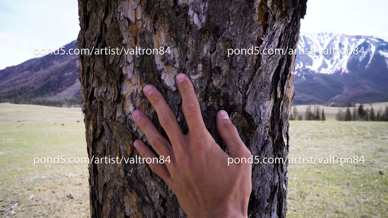 Human hand touching tree trunk against the snow-capped mountains ...