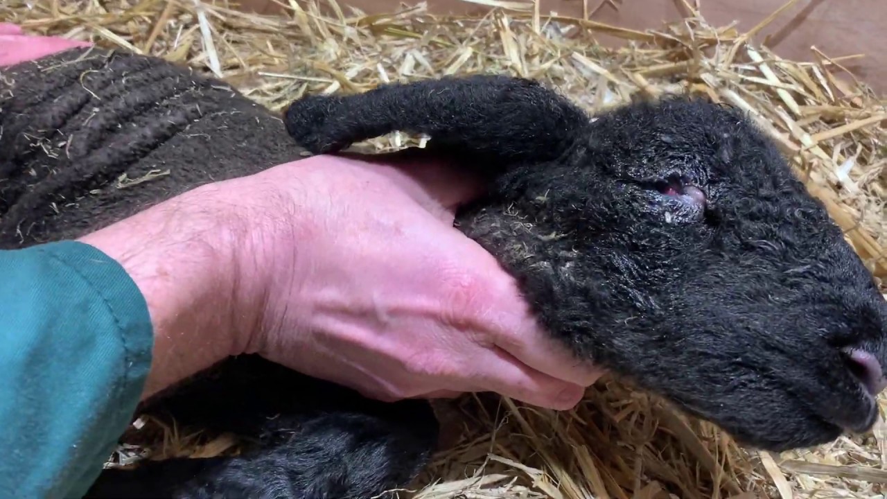 Zo help je een lam van een ingekruld ooglid af - YouTube