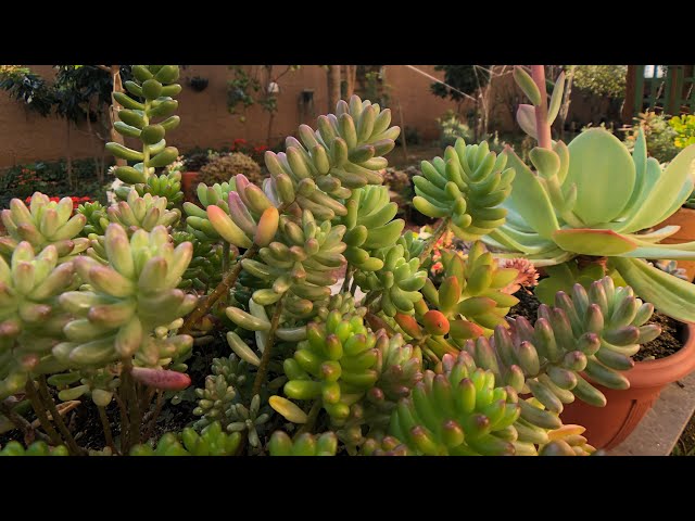 Descubra A Grande Importância Do Sol Para As Suculentas | Cantinho do Video