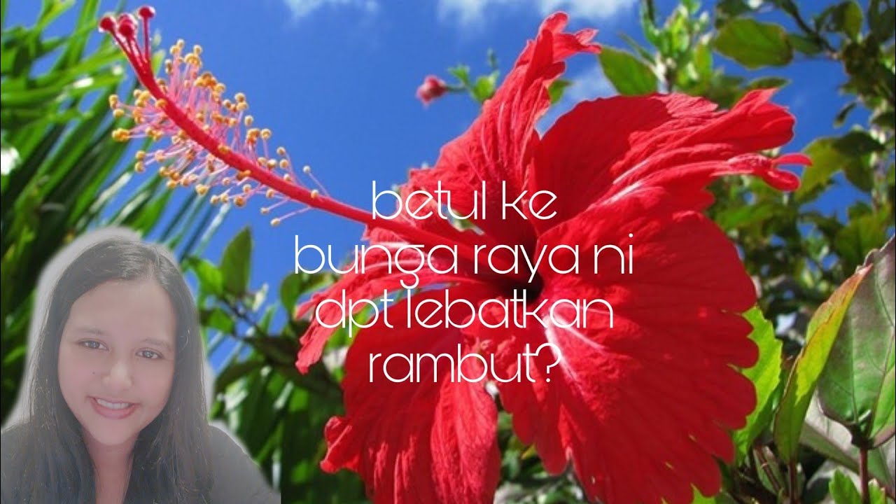 Cara melebatkan rambut dengan bunga raya - YouTube
