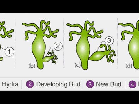One Shot MCQS || Class 10 Science|| Reproduction - YouTube