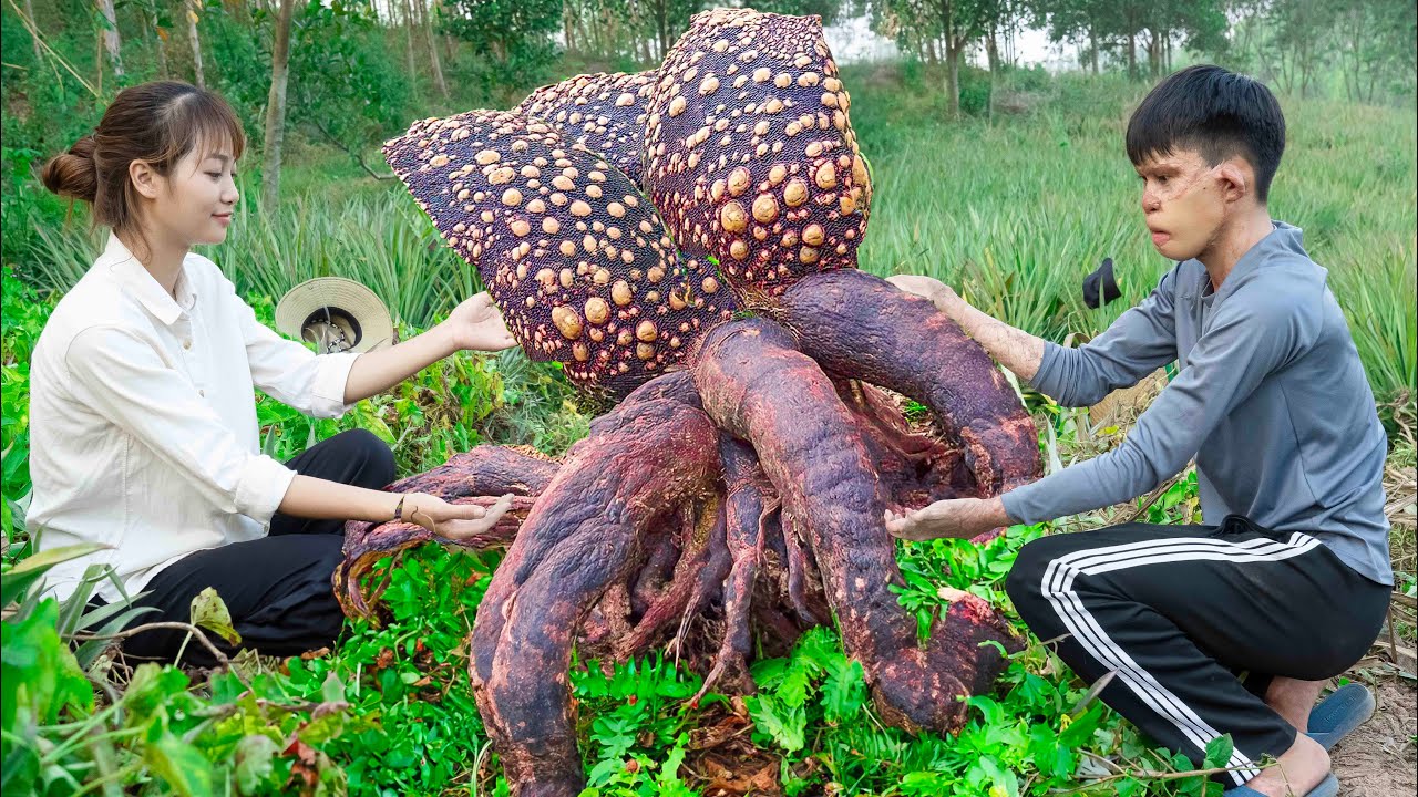 How to WOMEN & DISABLED BOY Harvesting Giant Fat Spider Tuber, ugly ...