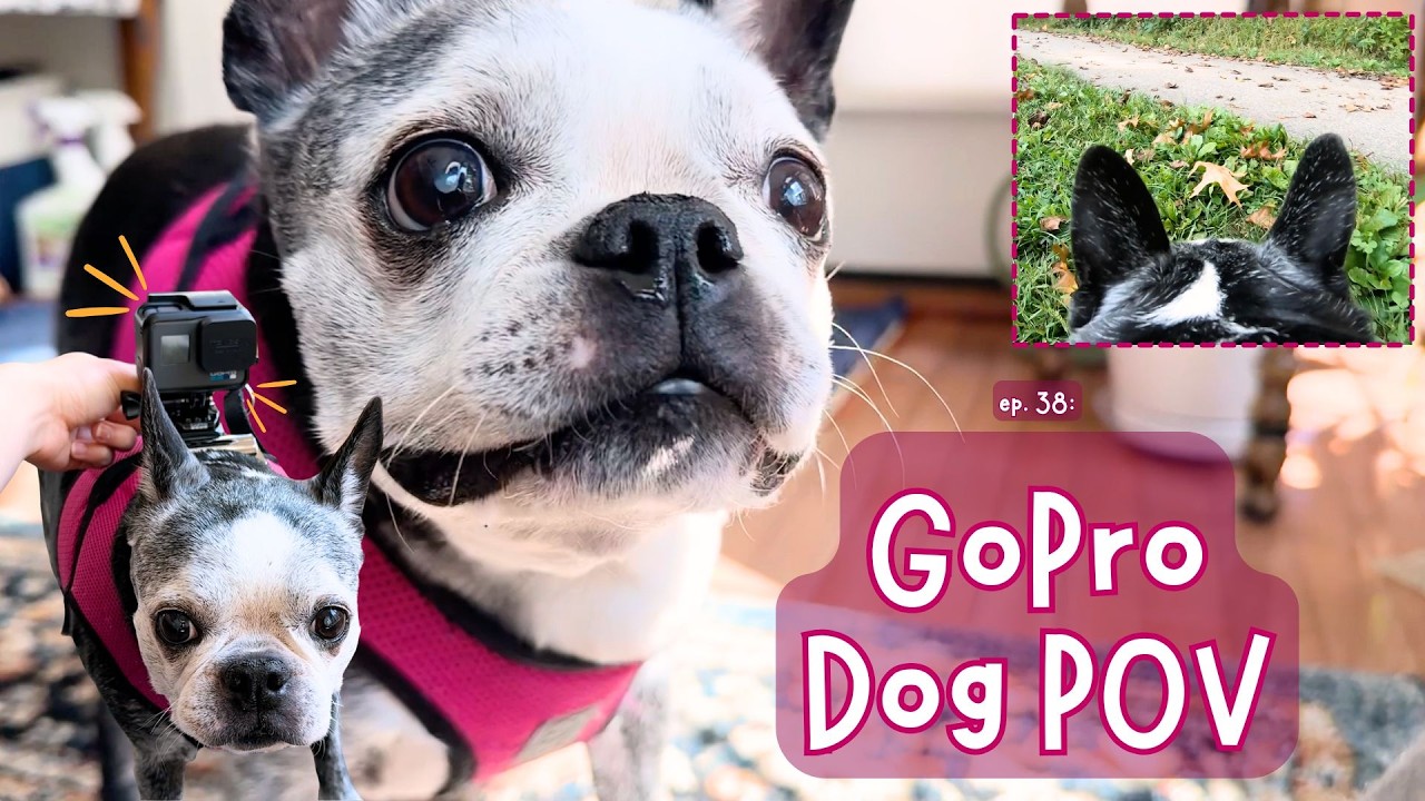 ep. 38: I Built a DIY GoPro Dog Mount (Chaos Ensued) - YouTube